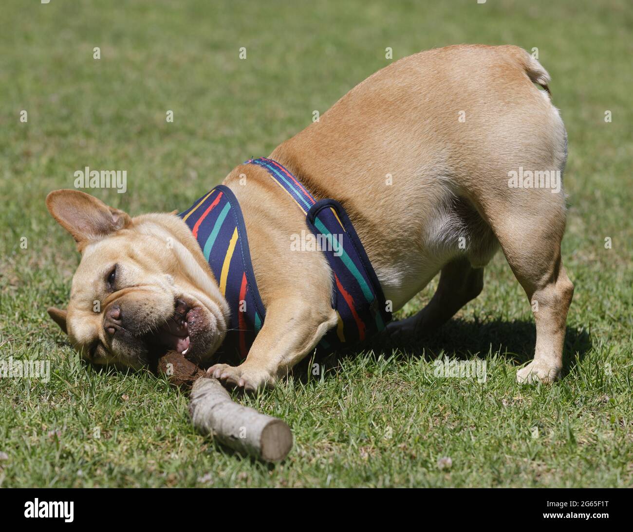 Frenchie chewing on wood stick sticking butt in the air. Off-leash dog ...