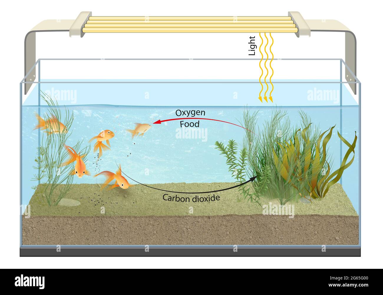 Fish metabolism in the aquarium. Metabolism is the set of life ...