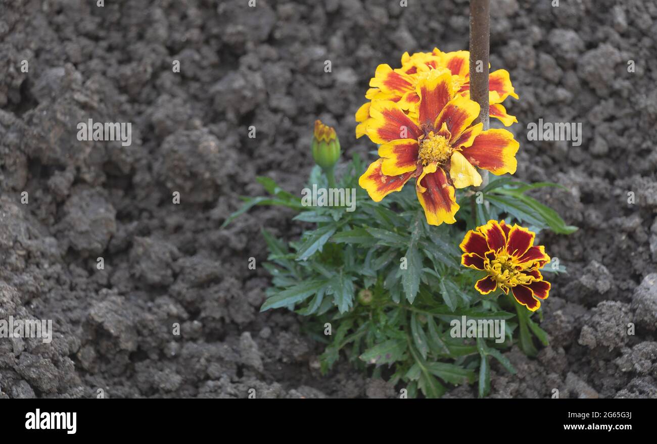 Closeup shot marigold flowers hi-res stock photography and images - Alamy