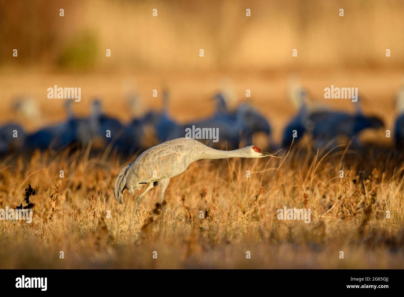 Sandhill Crane, Bosque del Apache National Wildlife Refuge, New Mexico ...