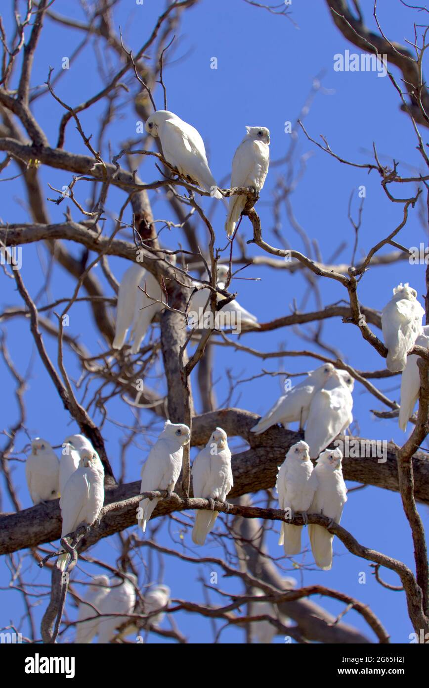 Flocks of Corella birds in Monto North Burnett Region Queensland ...