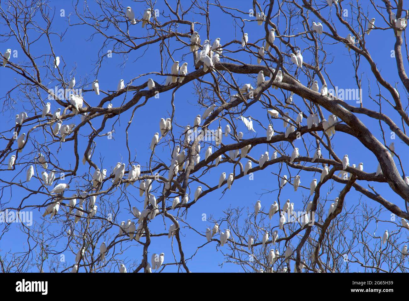 Native australian birds hi-res stock photography and images - Alamy
