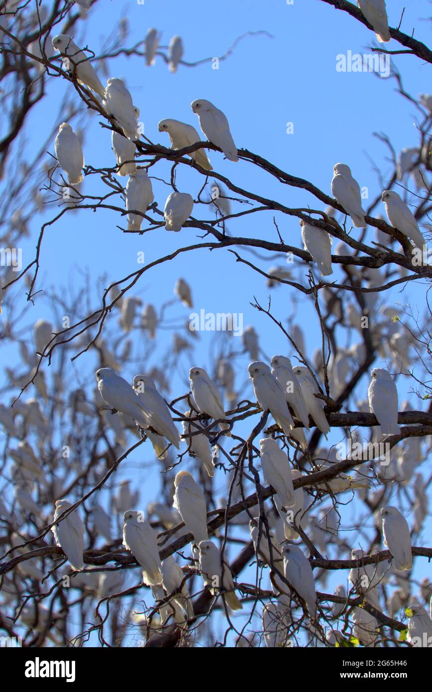 Flocks of Corella birds in Monto North Burnett Region Queensland ...