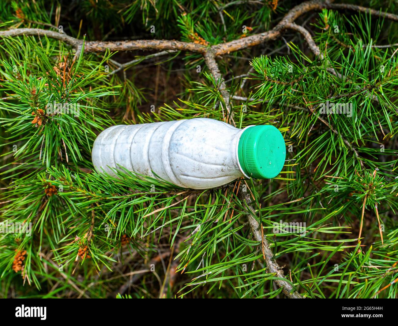 Plastic milk bottle on a pine branch. Plastic trash. Household waste ...