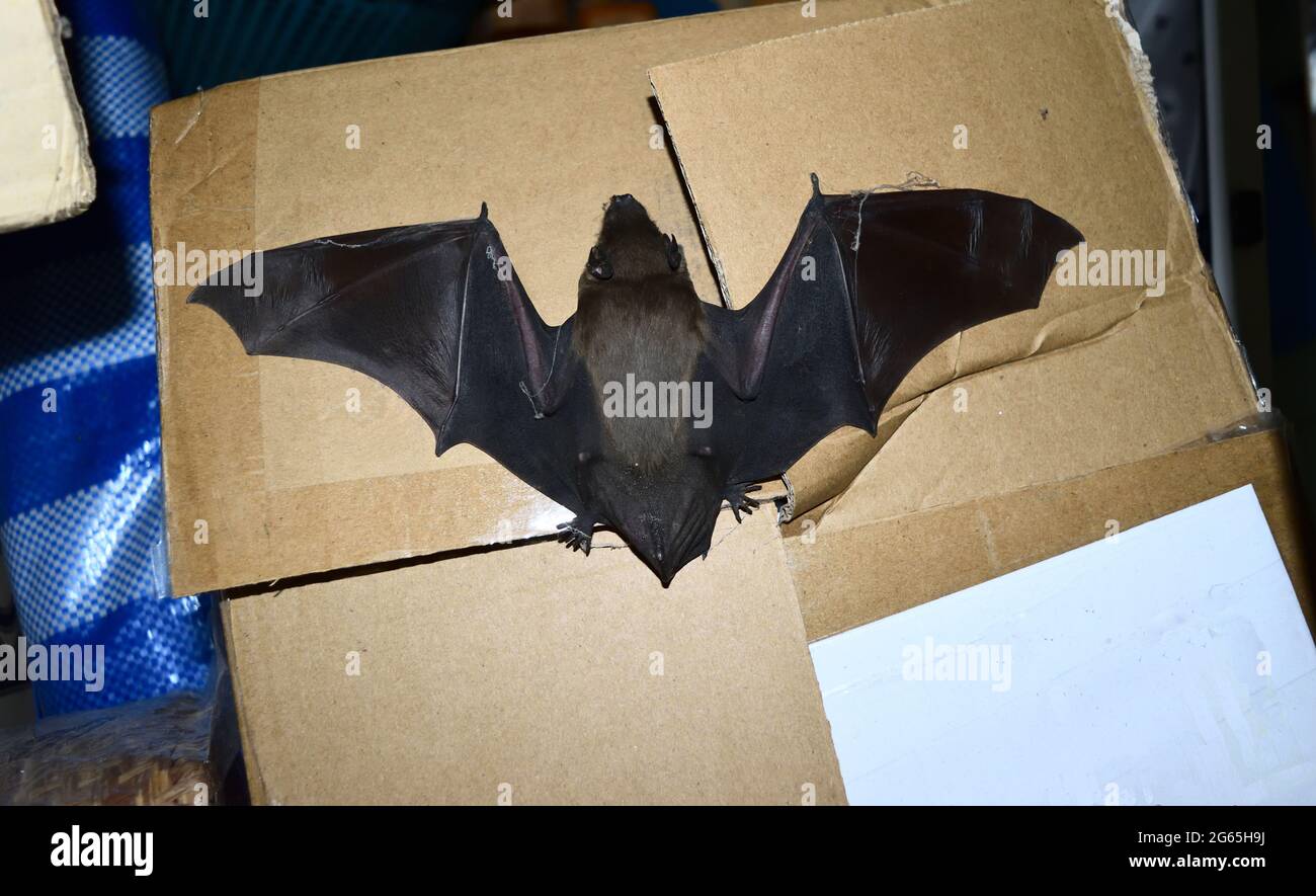 Lesser Asiatic Yellow House Bat (Scotophilus kuhlii) resting on brown ...