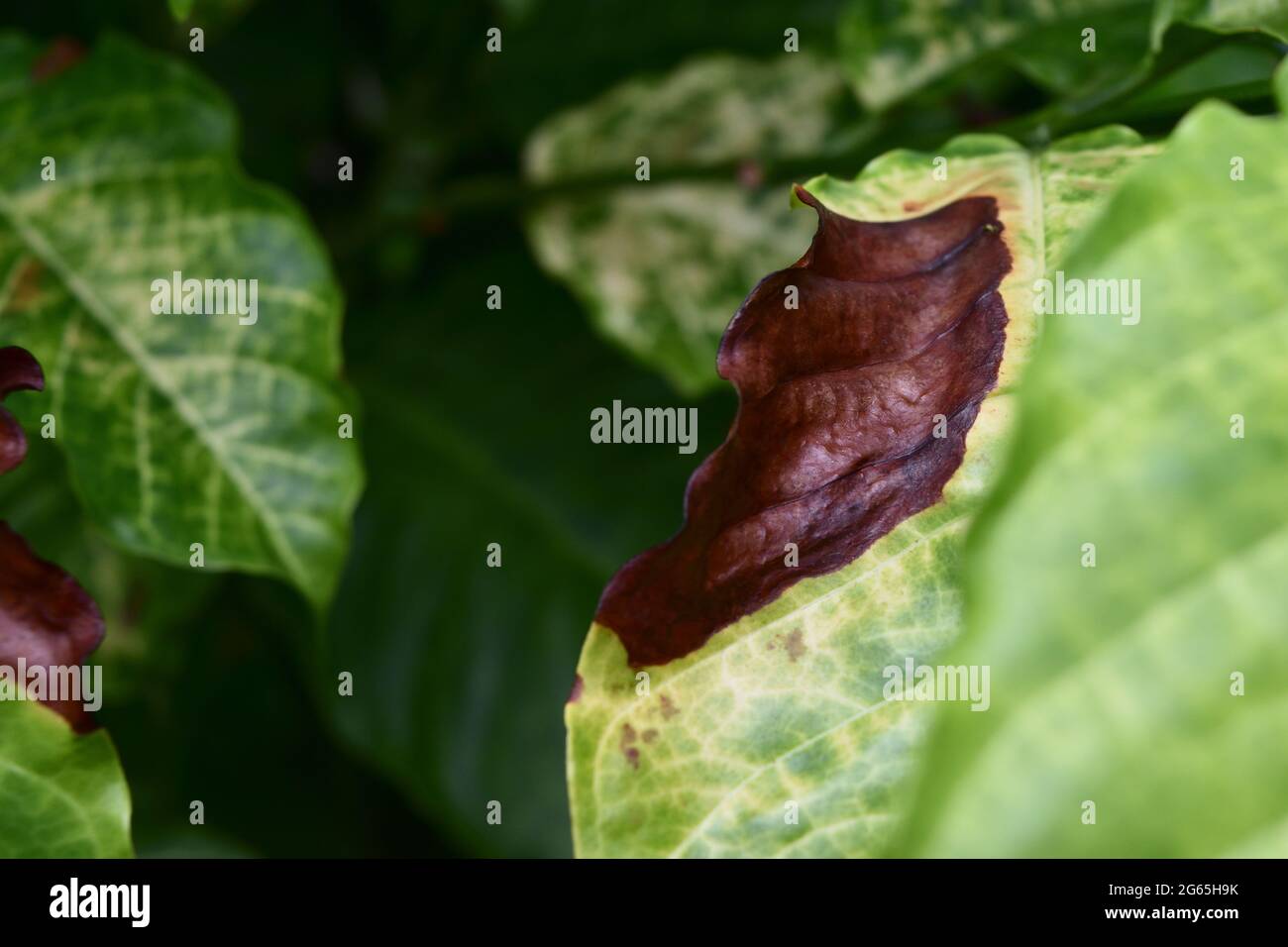 Brown and yellow damage by anthracnose on the green leaf of Robusta ...