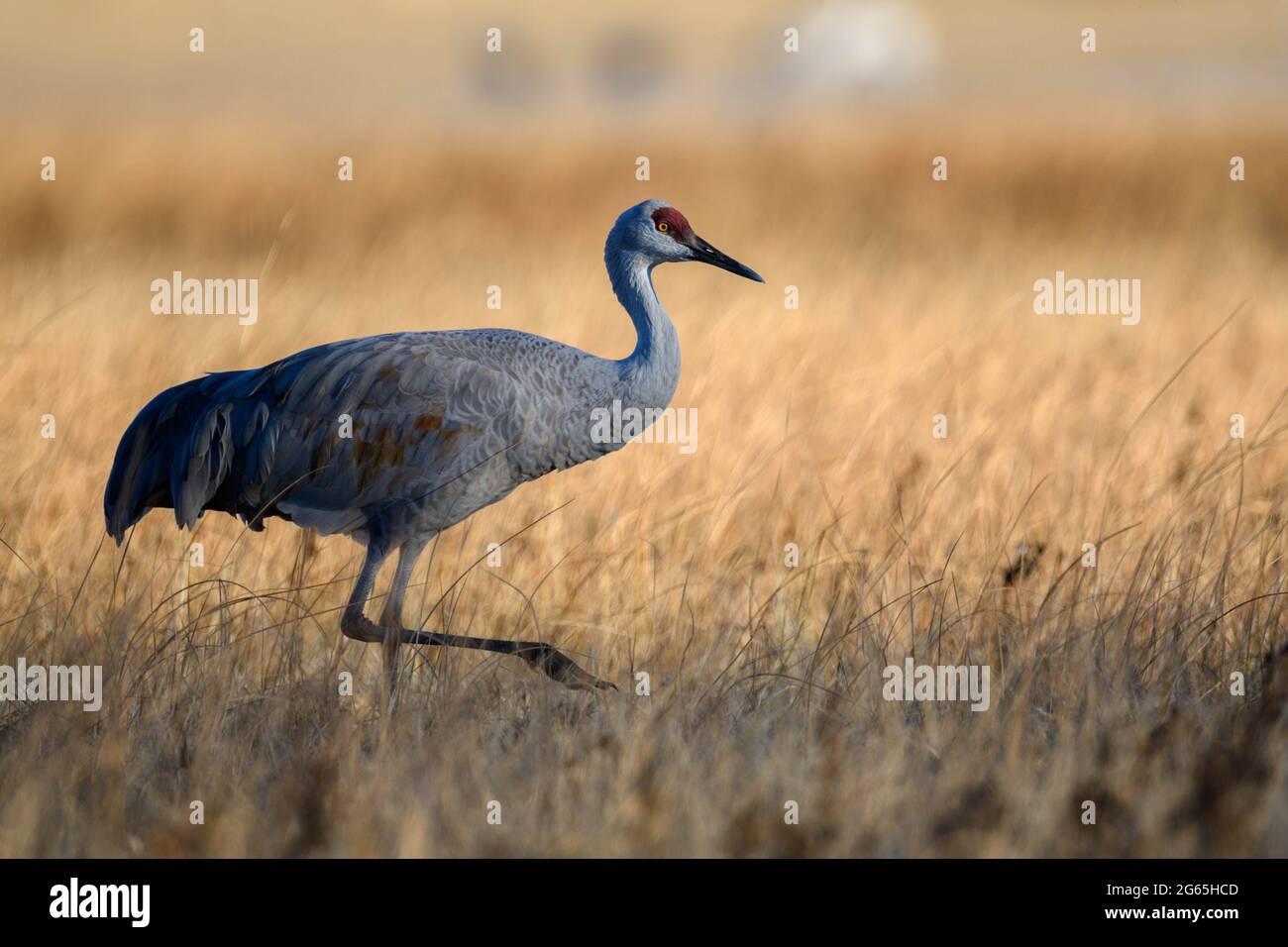 Sandhill Crane, Bosque del Apache National Wildlife Refuge, New Mexico ...