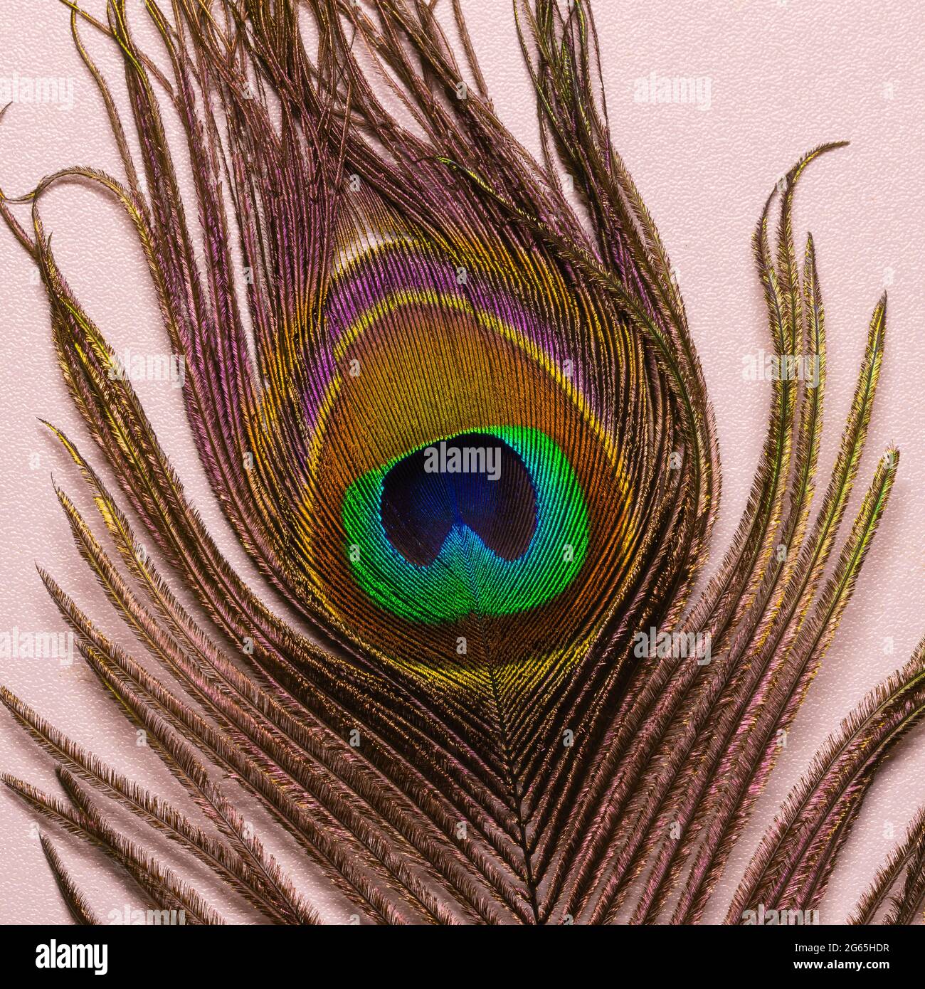 Square format image of an isolated peacock feather with white ...