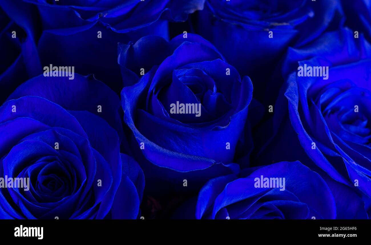 A Close Up View of Royal Blue Roses Stock Photo - Alamy