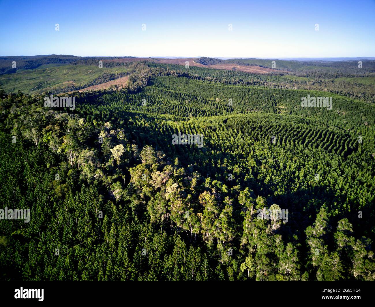 Aerial of Hoop Pine plantation in Kalpowar State Forest Queensland ...