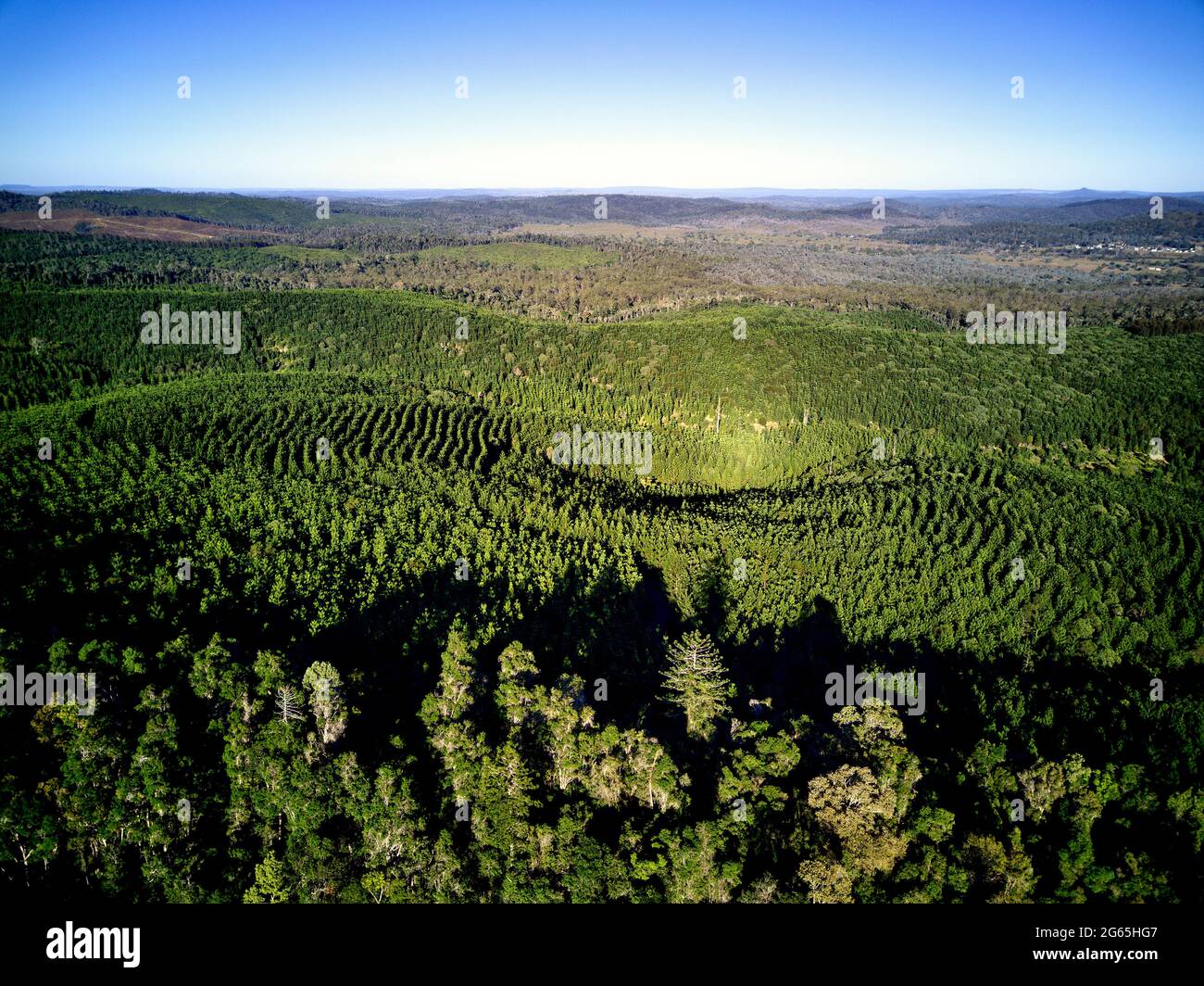 Aerial commercial forest plantation hi-res stock photography and images ...