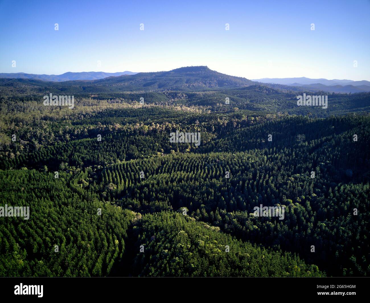 Aerial of Hoop Pine plantation in Kalpowar State Forest Queensland ...