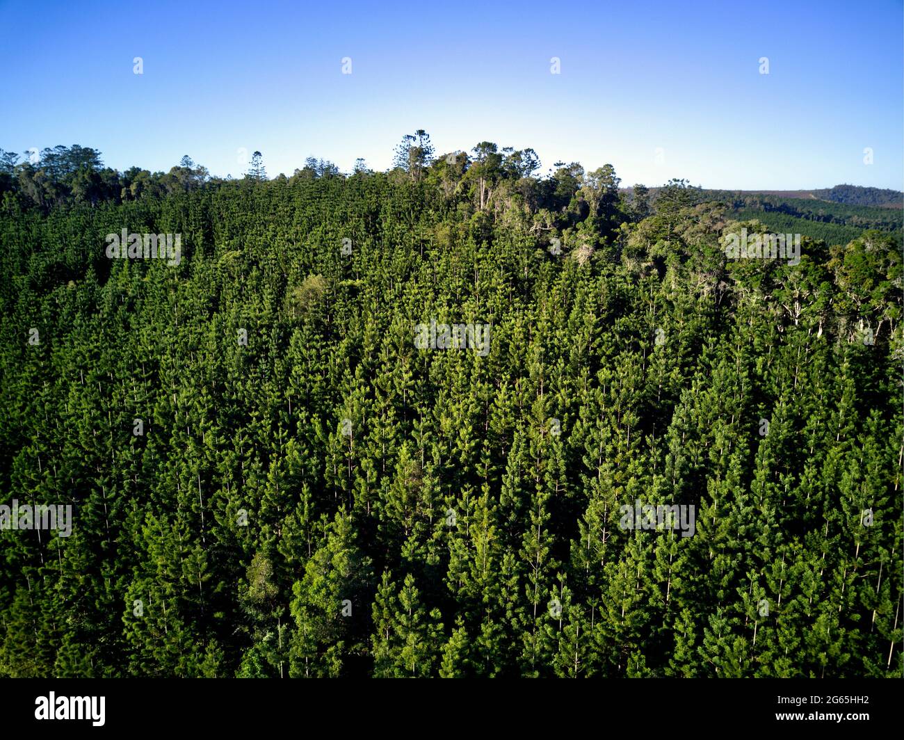 Aerial of Hoop Pine plantation in Kalpowar State Forest Queensland ...