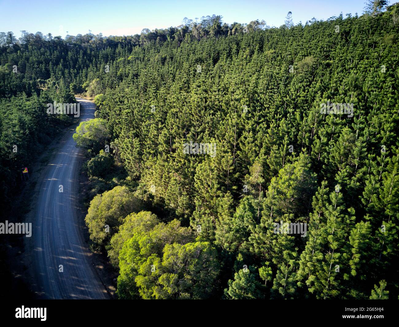 Aerial of Hoop Pine plantation in Kalpowar State Forest Queensland ...
