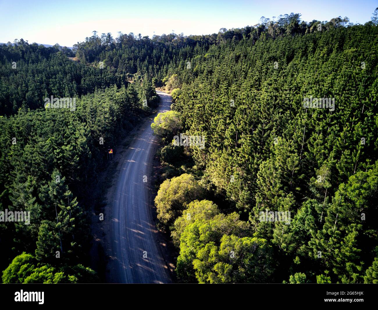 Aerial of Hoop Pine plantation in Kalpowar State Forest Queensland ...
