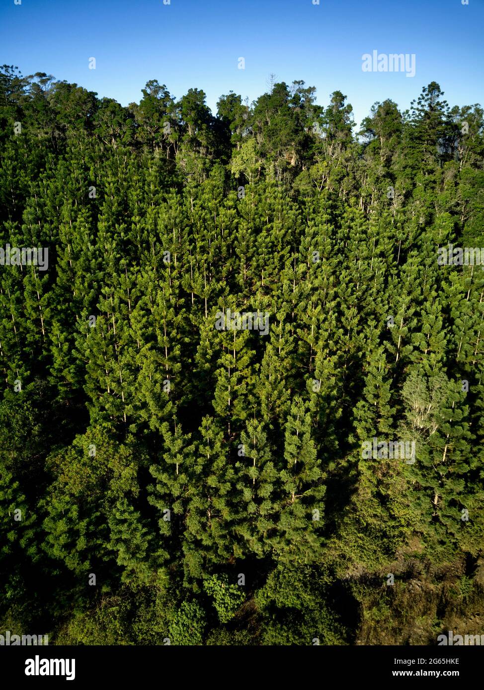 Aerial commercial forest plantation hi-res stock photography and images ...