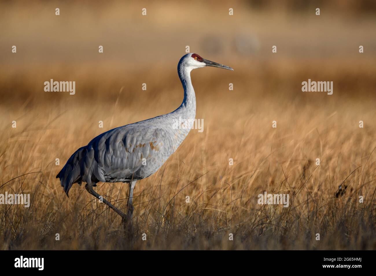 Sandhill Crane, Bosque del Apache National Wildlife Refuge, New Mexico ...