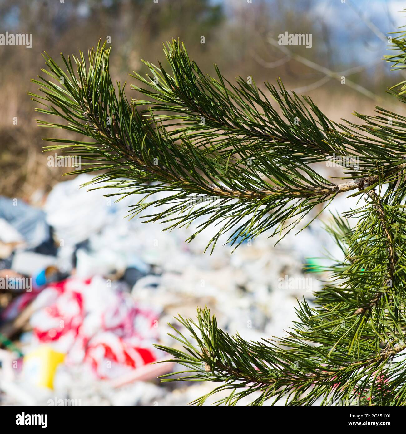 Pile of garbage dump in a forest. Nature environment problems. Polluted ...