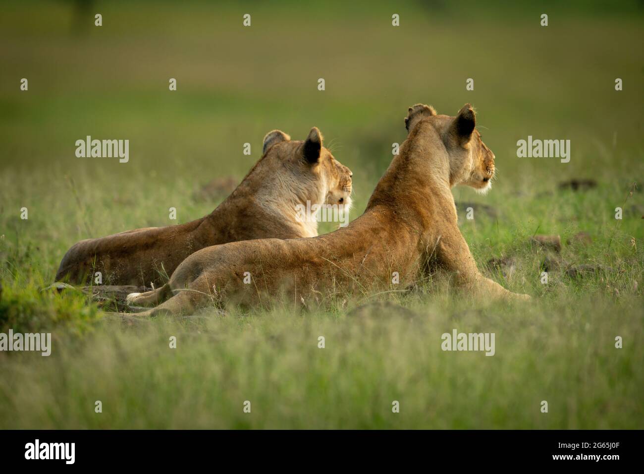 Two lionesses lie facing away from camera Stock Photo - Alamy