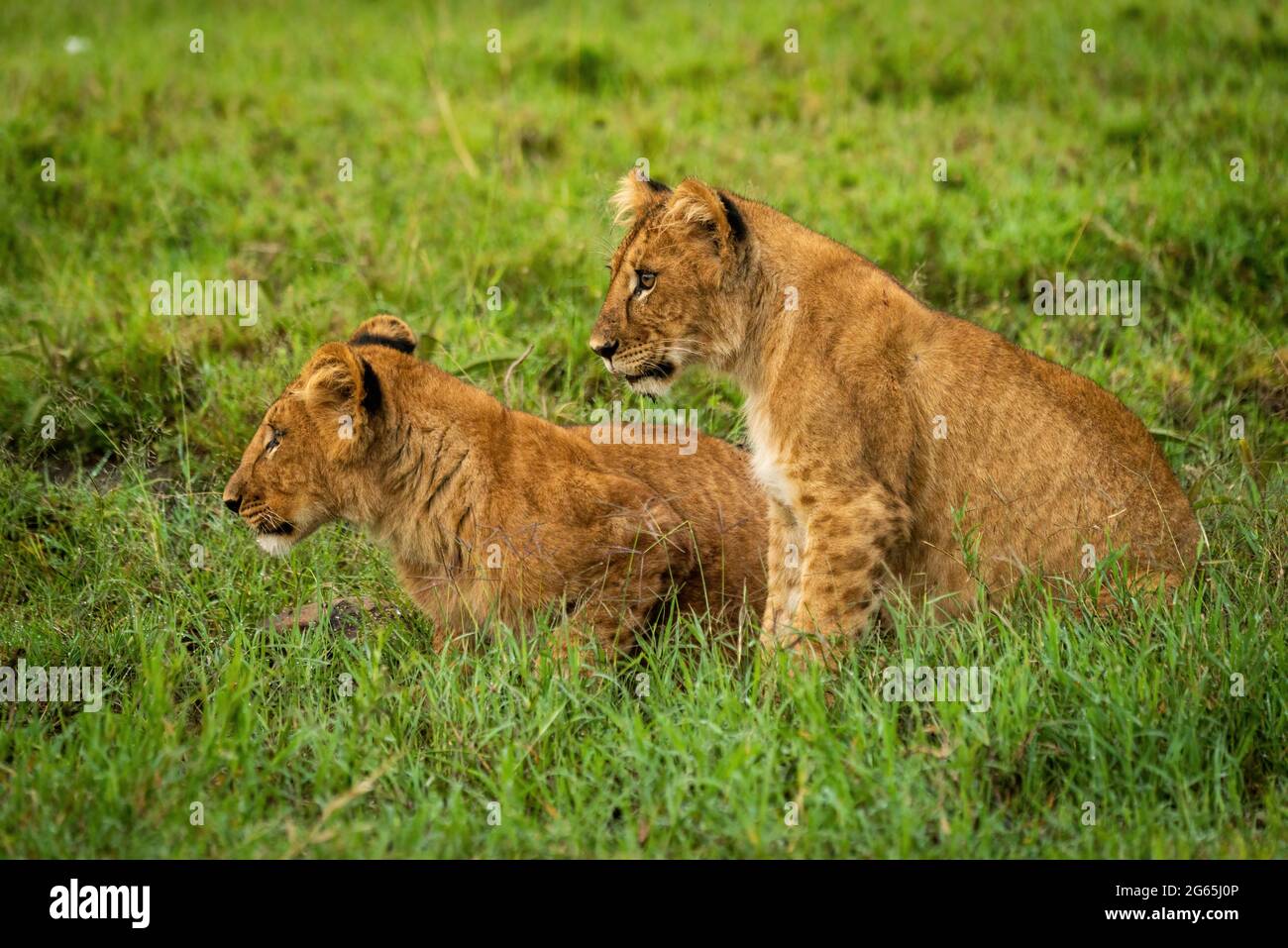 Two lion cubs sit staring in grass Stock Photo - Alamy