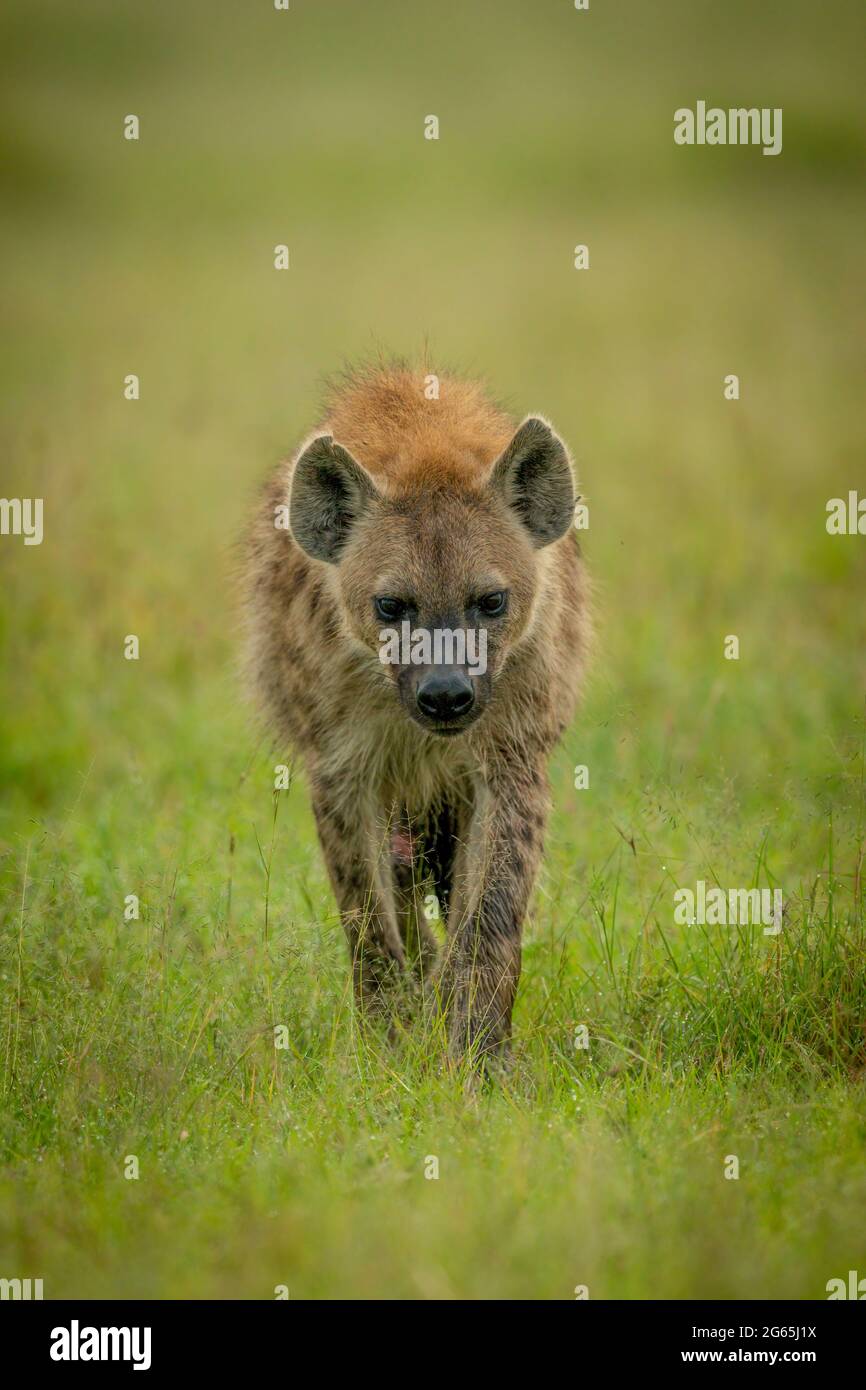 Spotted hyena crosses grass with head lowered Stock Photo - Alamy