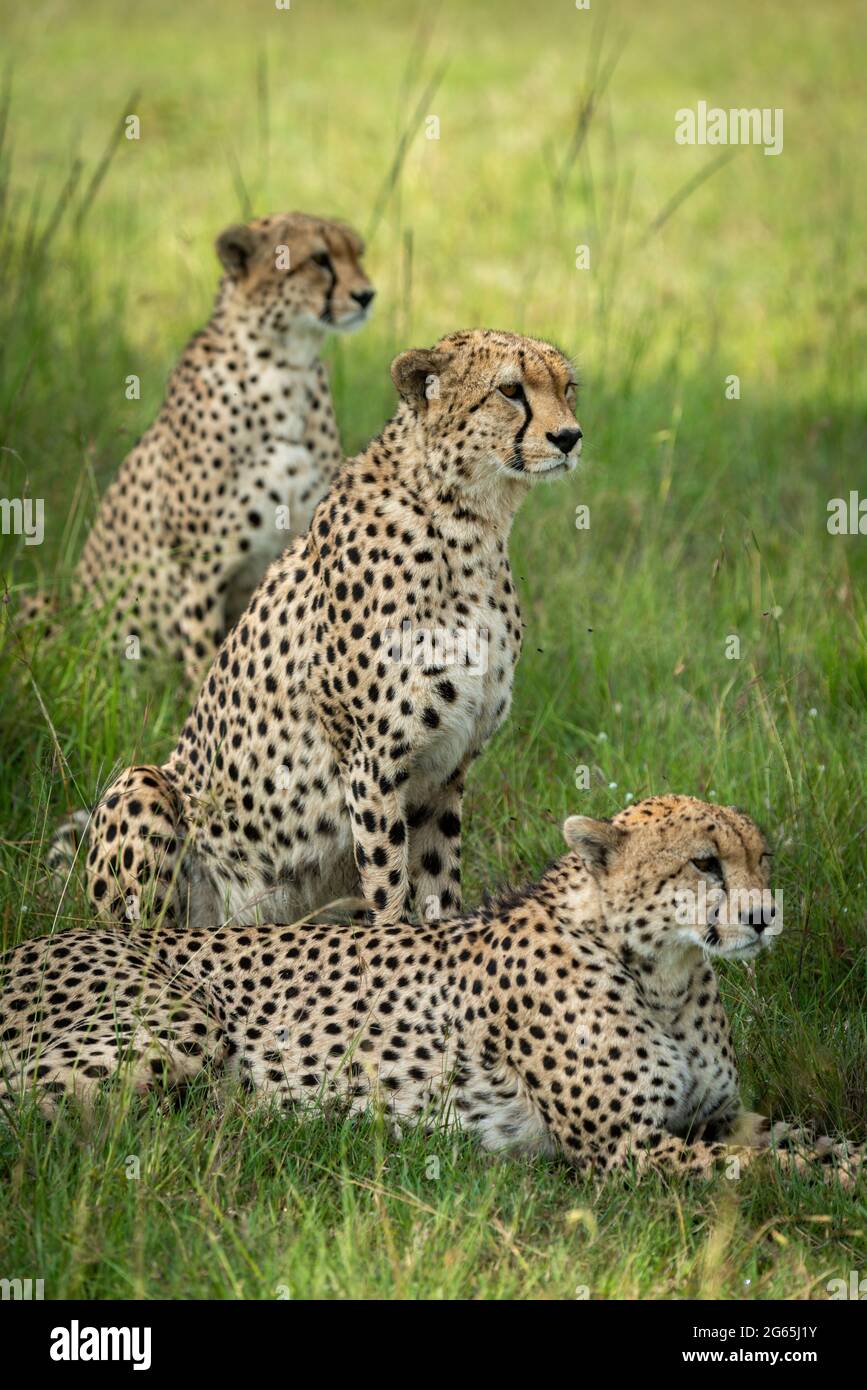 Three cheetahs sit and lie in row Stock Photo - Alamy