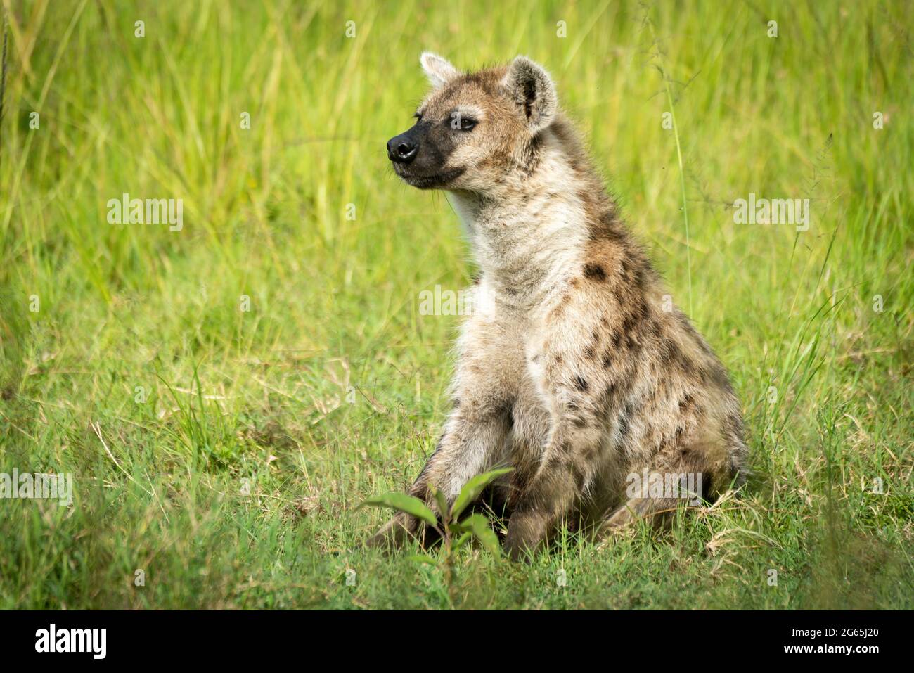 Spotted hyena sitting down in hi-res stock photography and images - Alamy