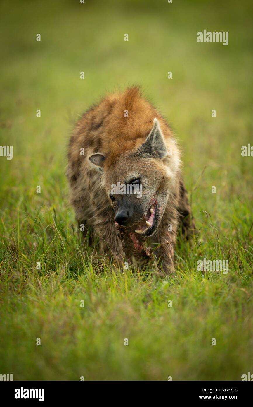 Spotted hyena sitting hi-res stock photography and images - Alamy