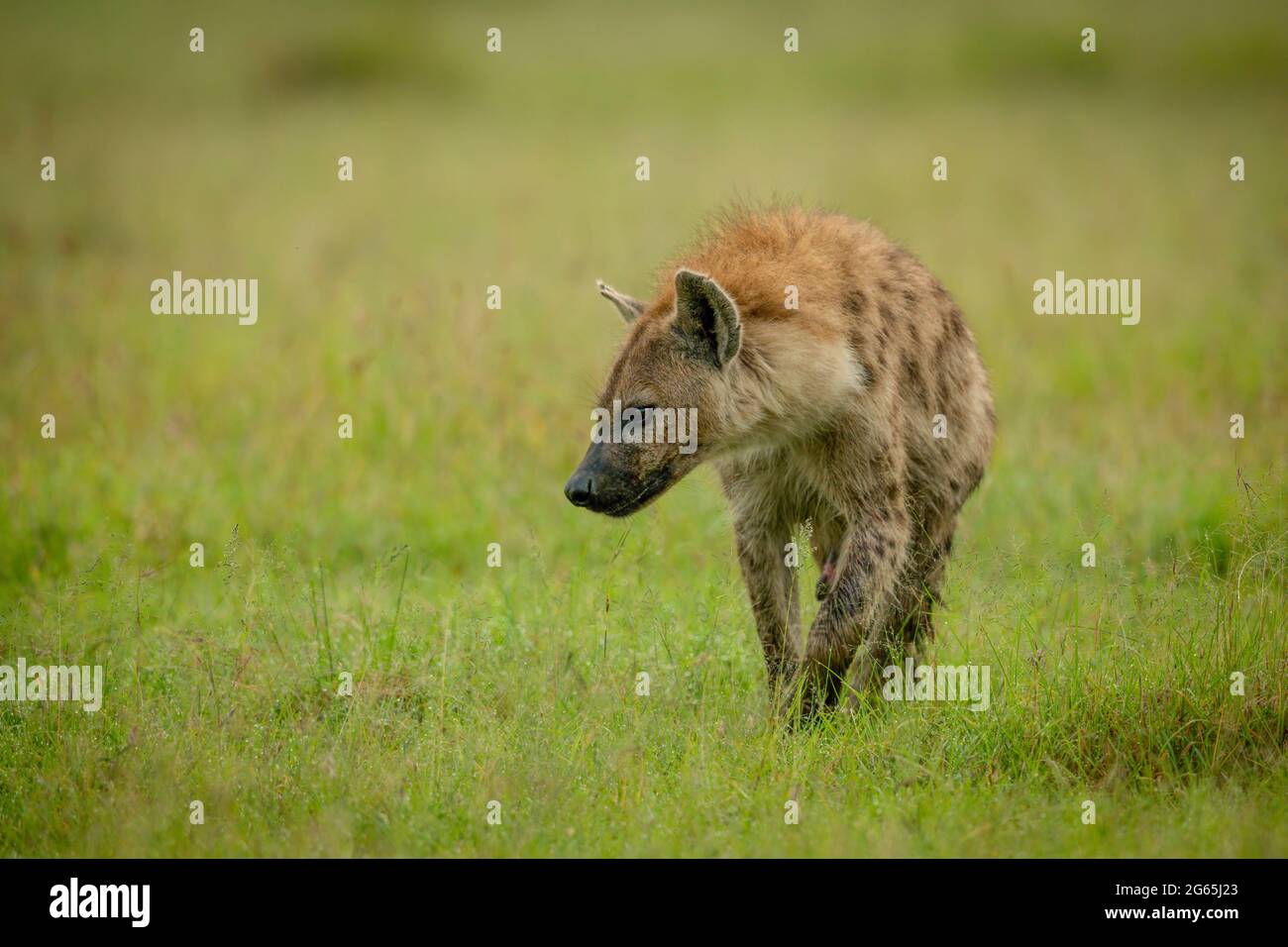 Spotted hyena stands in grass looking left Stock Photo - Alamy
