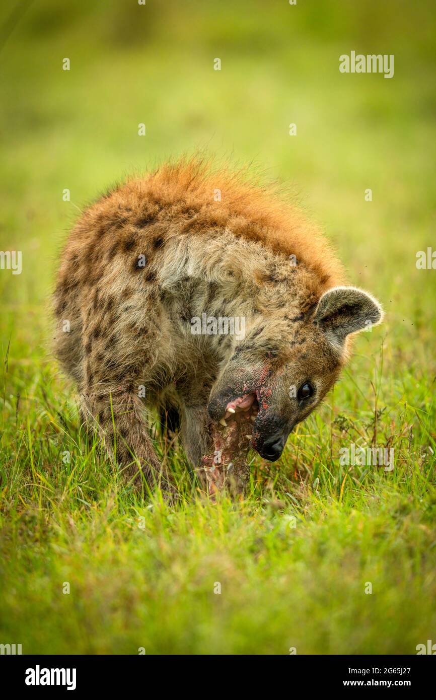 Spotted hyena sitting down in hi-res stock photography and images - Alamy