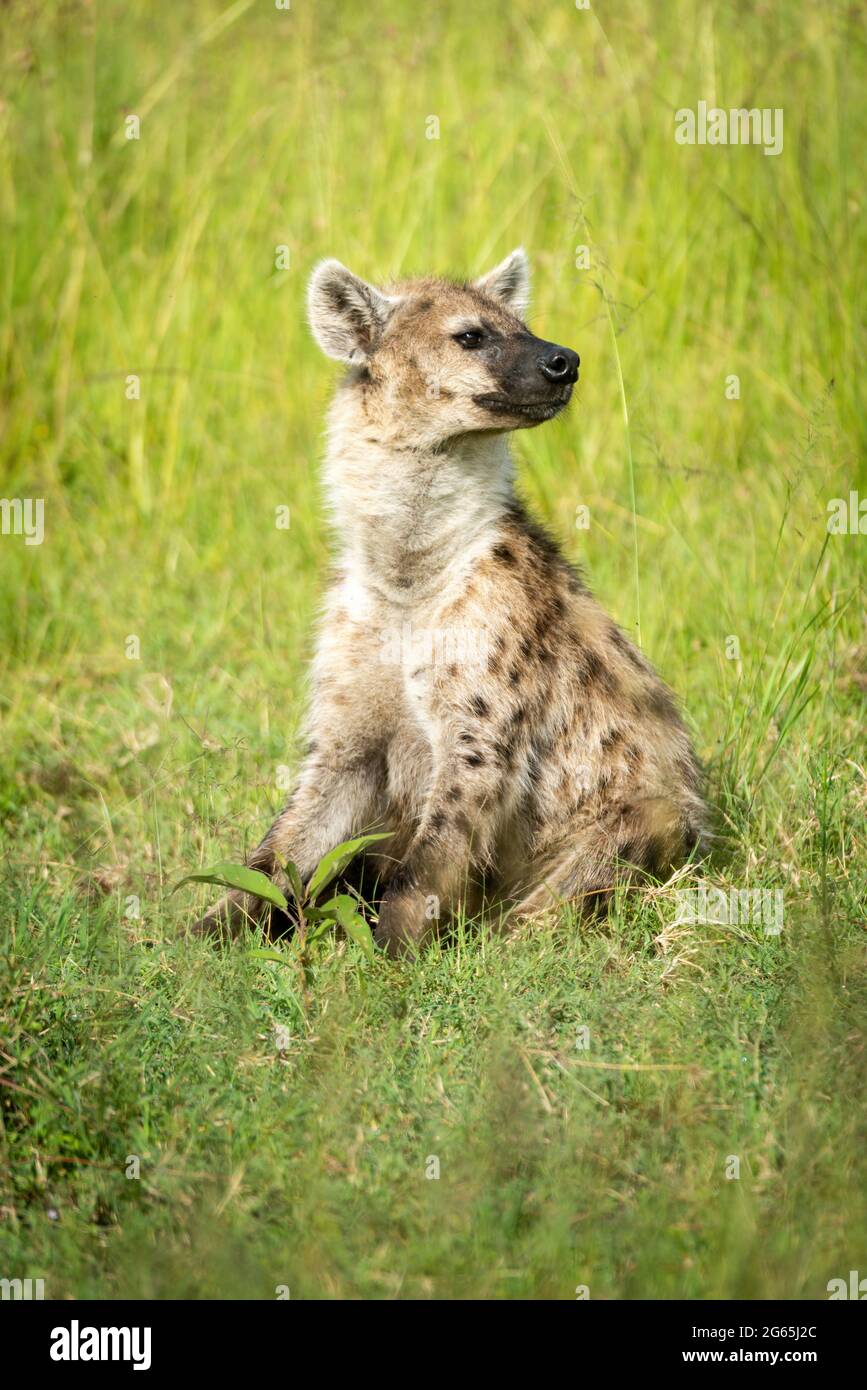Spotted hyena sitting down in hi-res stock photography and images - Alamy