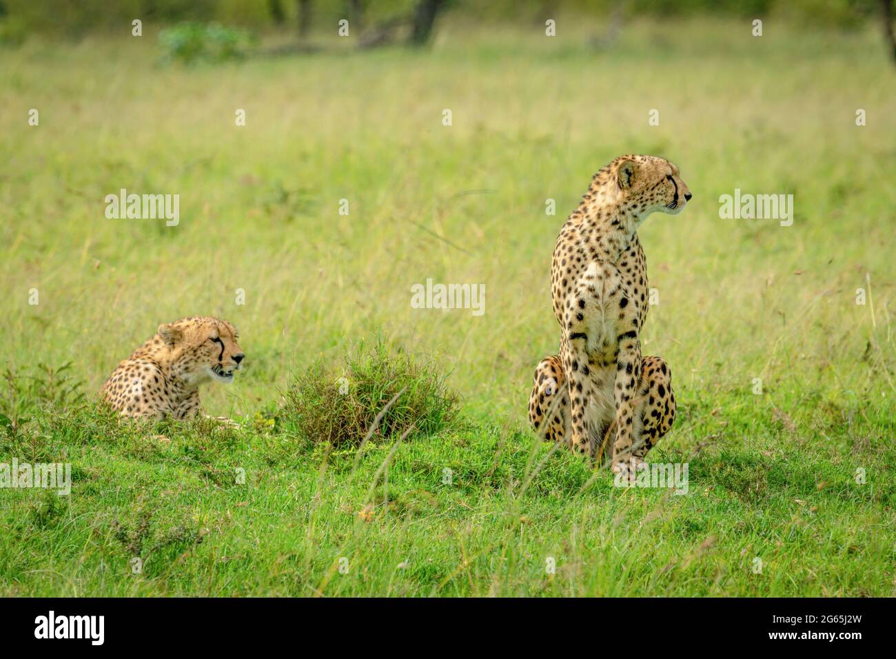 Two cheetahs sitting and lying in grassland Stock Photo - Alamy