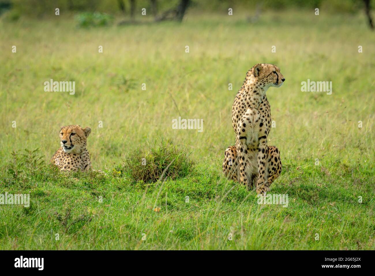 Two cheetahs sitting and lying in grass Stock Photo - Alamy