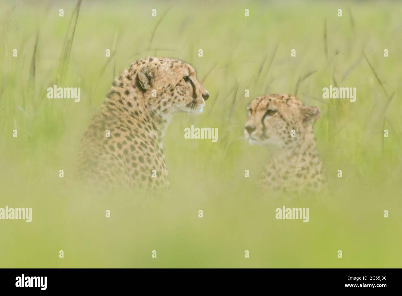 Two cheetahs sitting in long blurred grass Stock Photo - Alamy