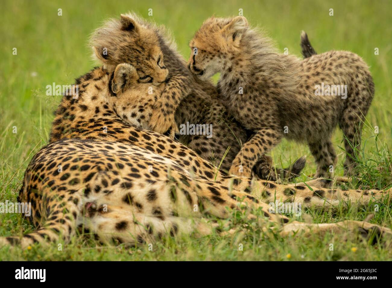 Two cubs playing with cheetah on grass Stock Photo - Alamy