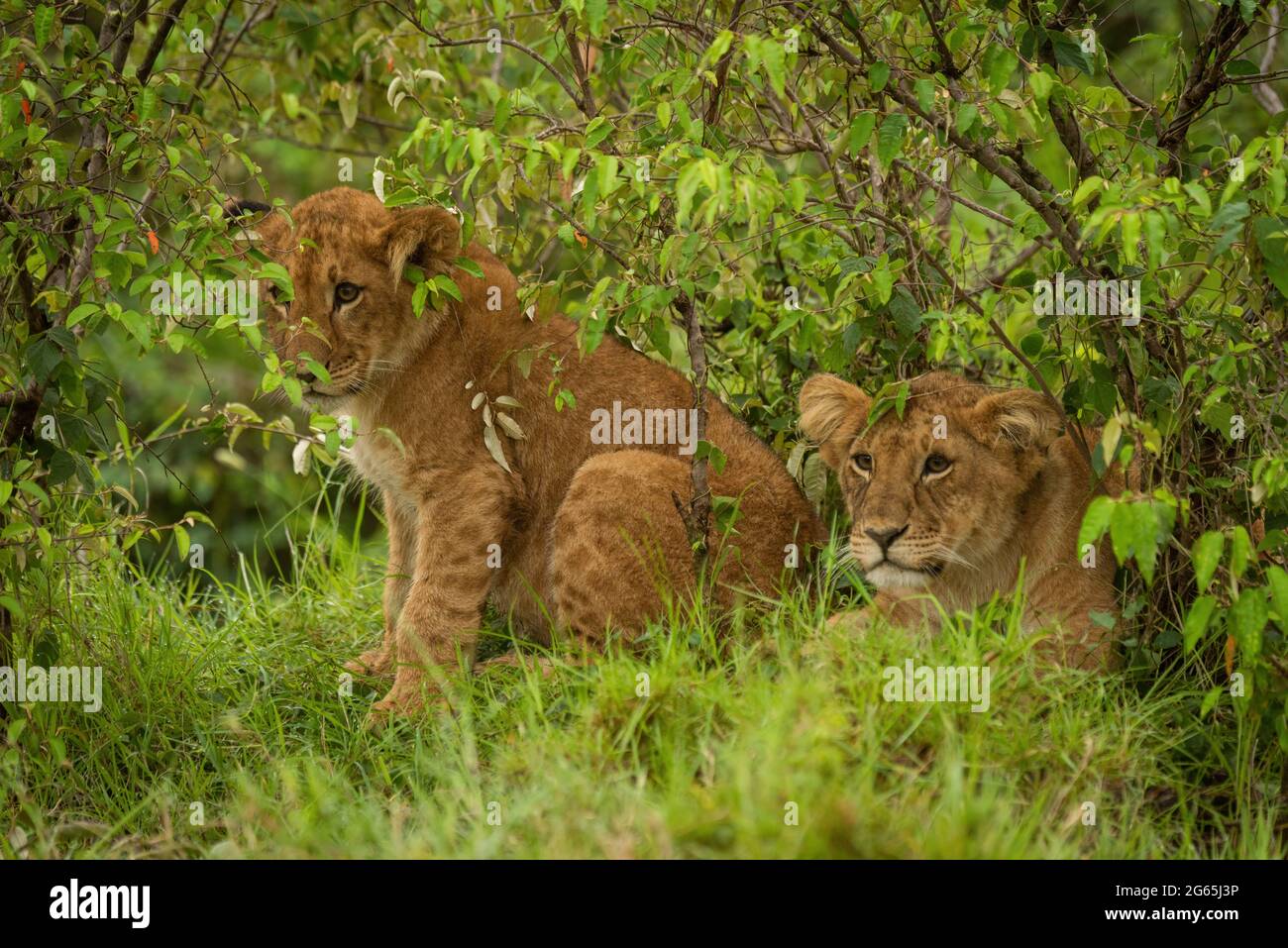 Lion Cubs Sitting Together High Resolution Stock Photography and Images ...