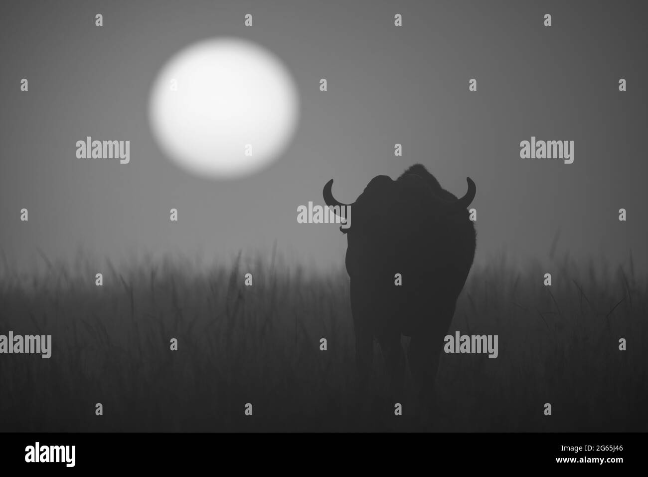 African cape buffalo walking in grassland hi-res stock photography and ...