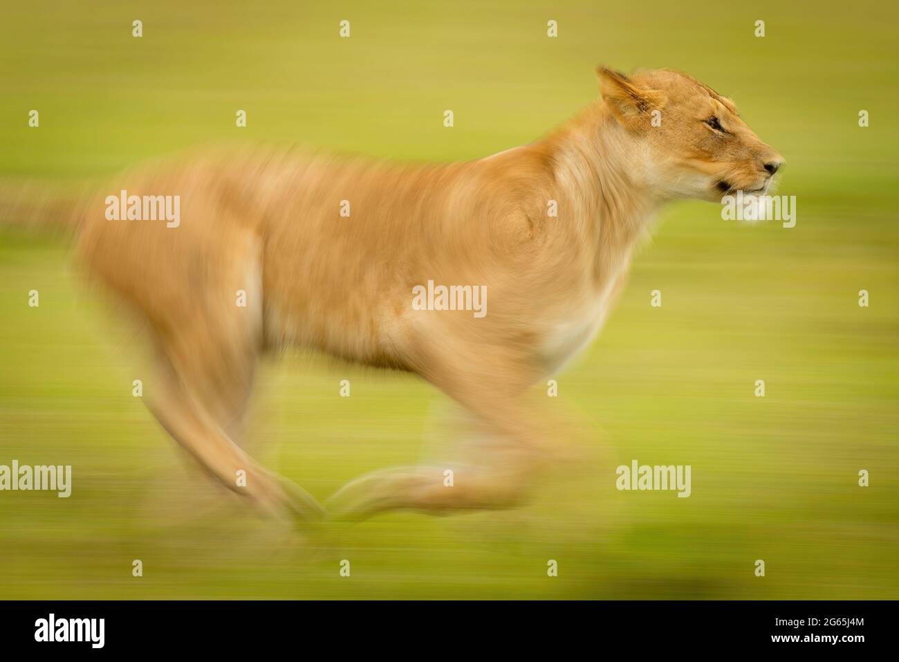 Slow pan close-up of liioness crossing grass Stock Photo - Alamy