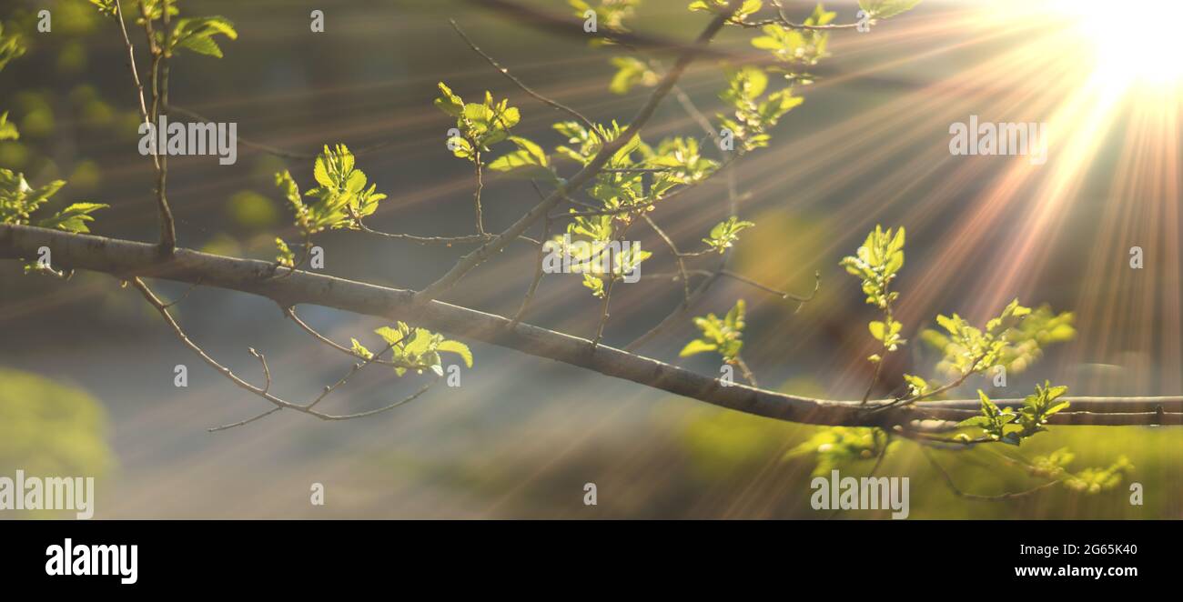 close up photo of young fresh juicy leafs of a tree in the summer ...