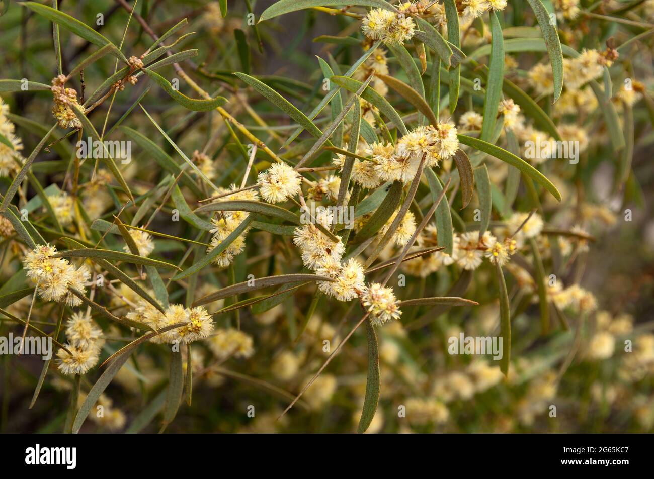 Cobar Australia, native acacia tree in flower Stock Photo - Alamy