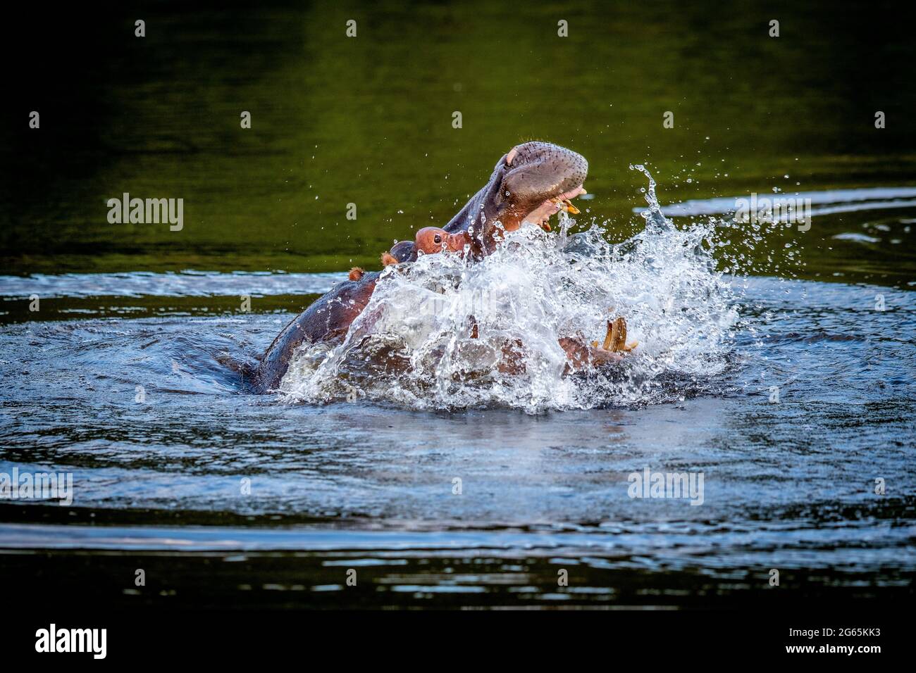 Hippo displaying in a water dam in the WGR, South Africa Stock Photo ...