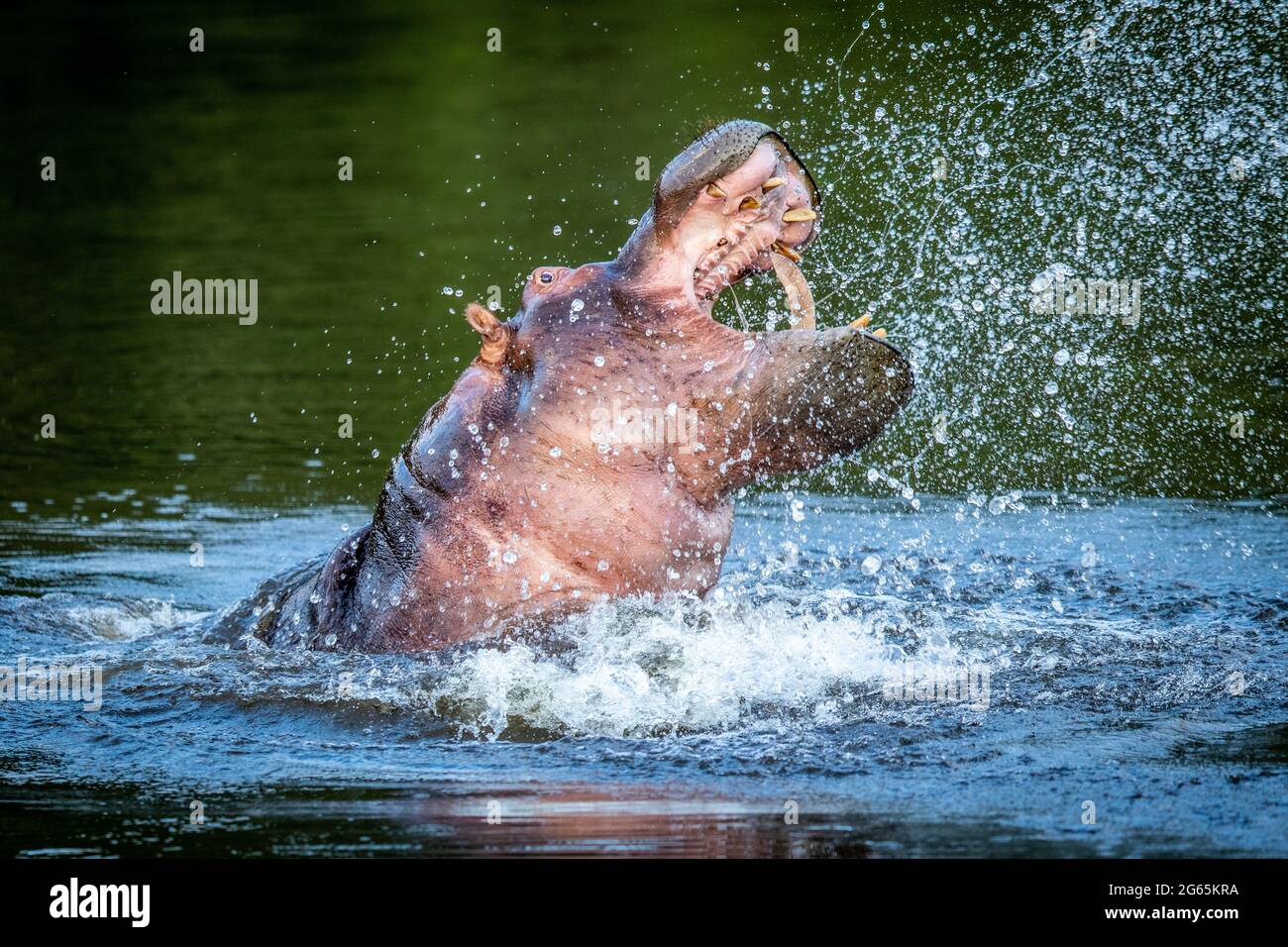 Hippo displaying in a water dam in the WGR, South Africa Stock Photo ...