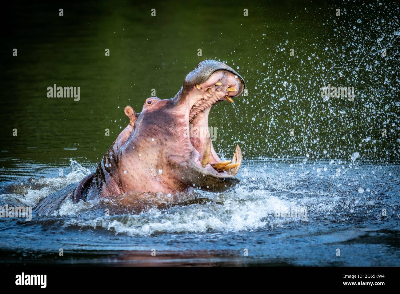 Hippo displaying in a water dam in the WGR, South Africa Stock Photo ...