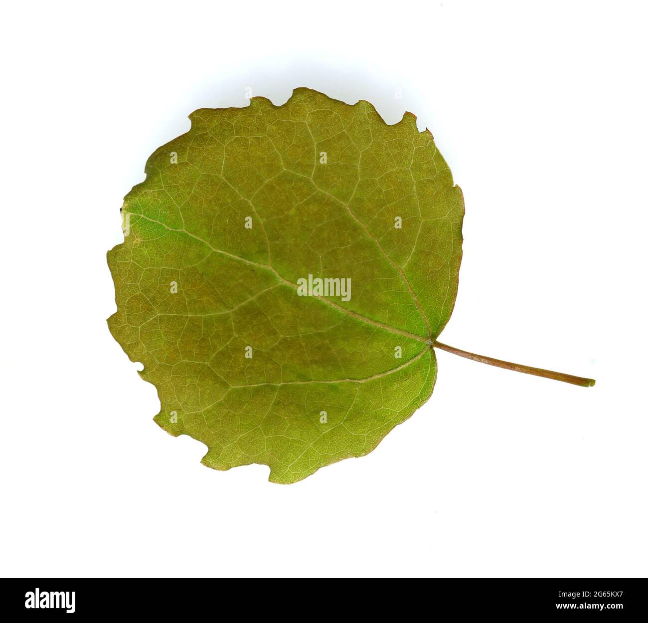 Pappel blatt hi-res stock photography and images - Alamy