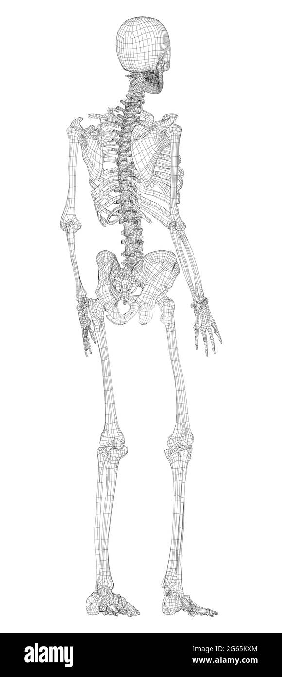 Human skeleton. Vector Stock Vector Image & Art - Alamy