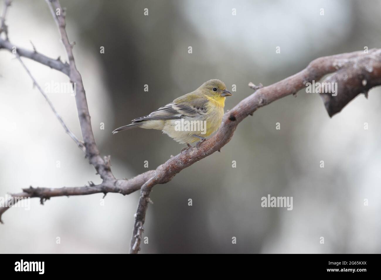 Female Lesser Goldfinch, Bosque del Apache National Wildlife Refuge ...
