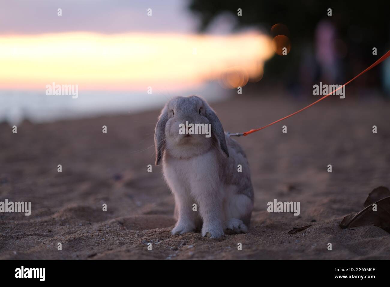 A cute white and grey colors rabbit is taking a walk through evening's ...