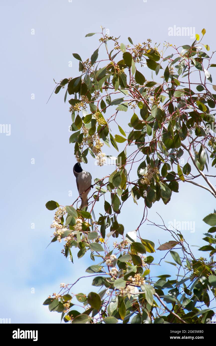 Australian native bird on flower hi-res stock photography and images ...