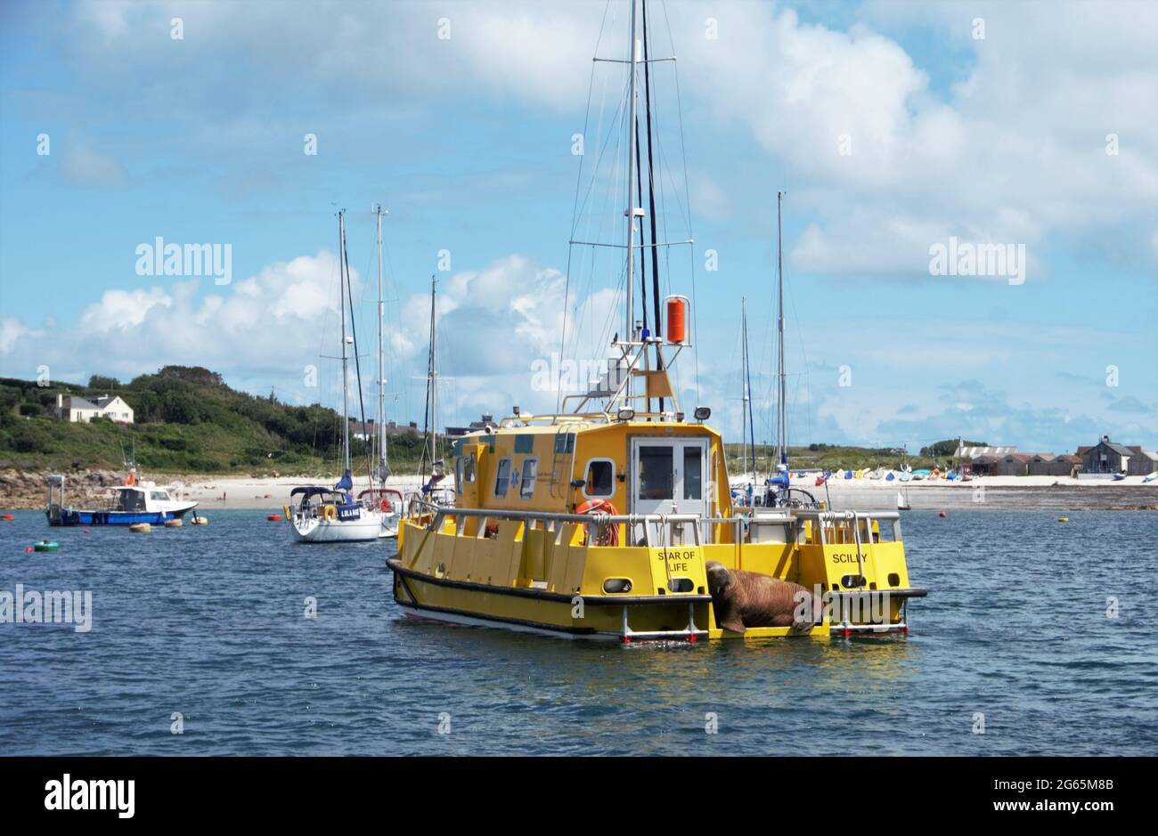 Wally the Walrus naps on the Star of Life at St Mary's harbour, Isles ...