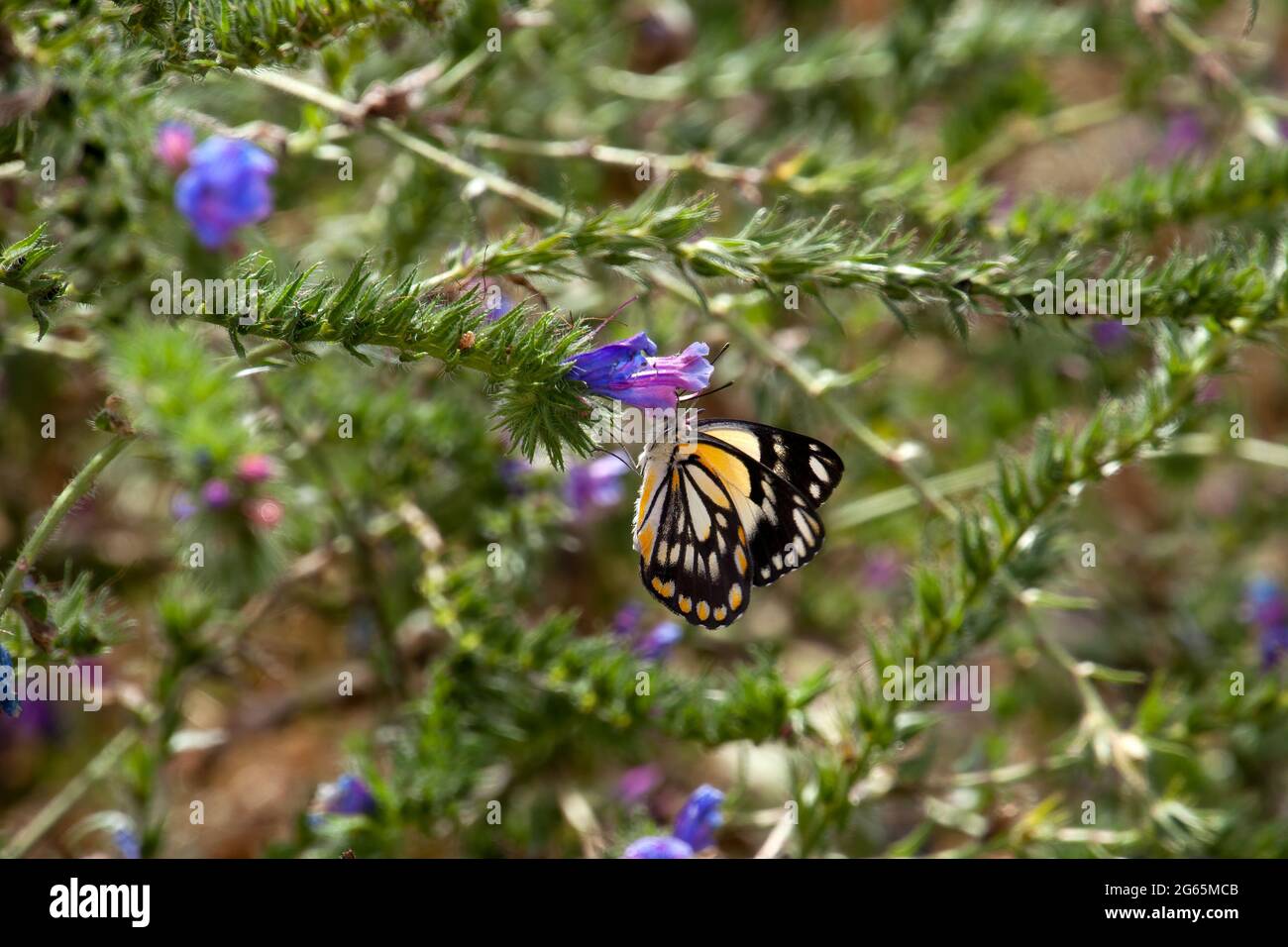 Caper white butterfly hi-res stock photography and images - Alamy